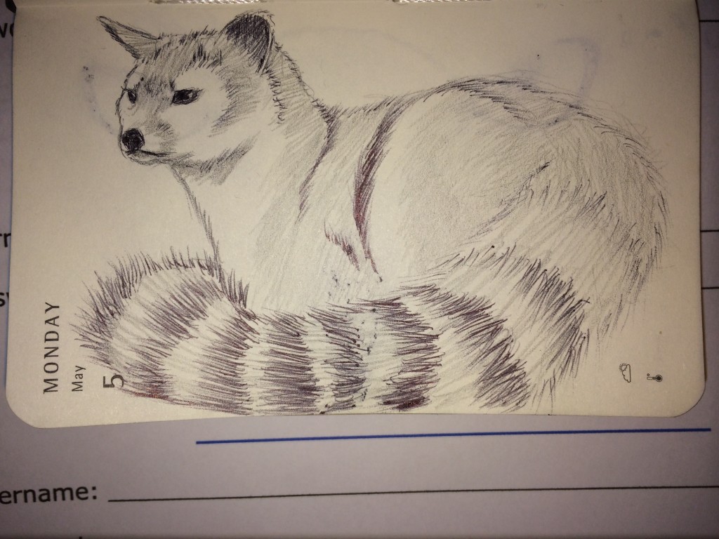 Ring-tailed Cat - MNaitoDesigns - Keeping it real, one drawing at a time.